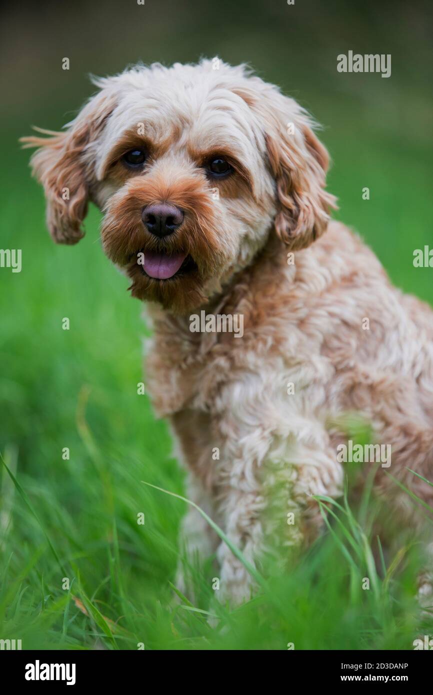 Portrait of a fawn coated young Cavapoo sitting in grass Stock Photo ...