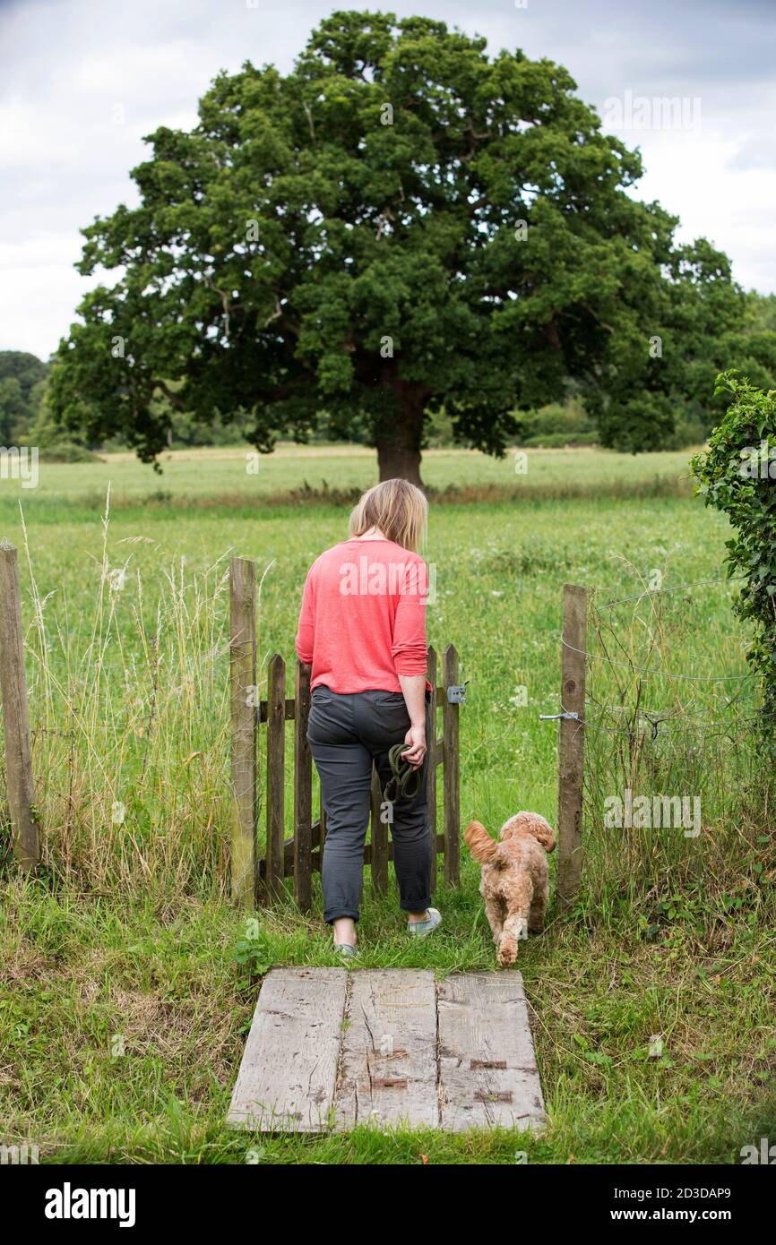 Woman walking in meadow with fawn coated young Cavapoo Stock Photo - Alamy