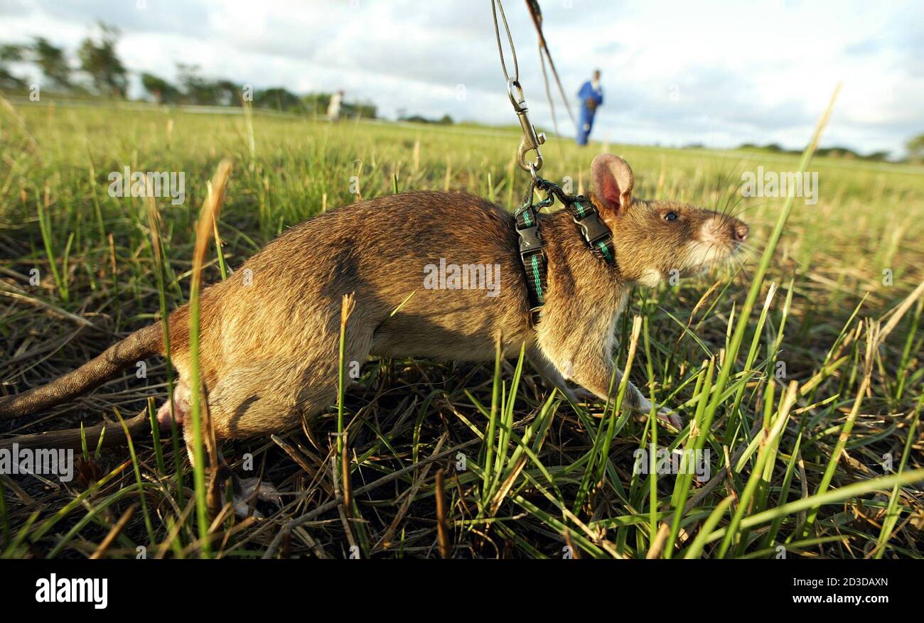 Rat scratching hi-res stock photography and images - Alamy