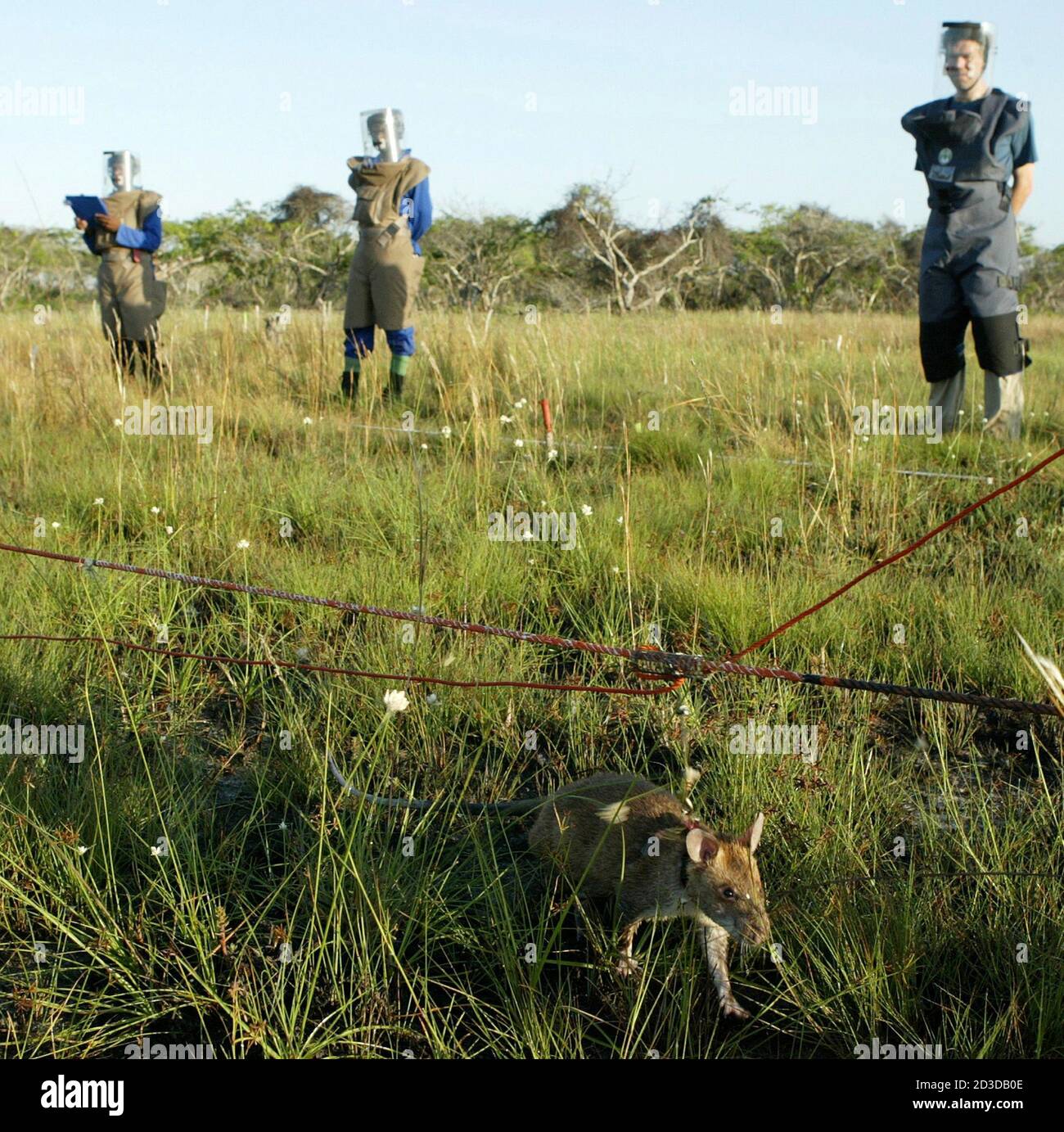 Rat scratching hi-res stock photography and images - Alamy