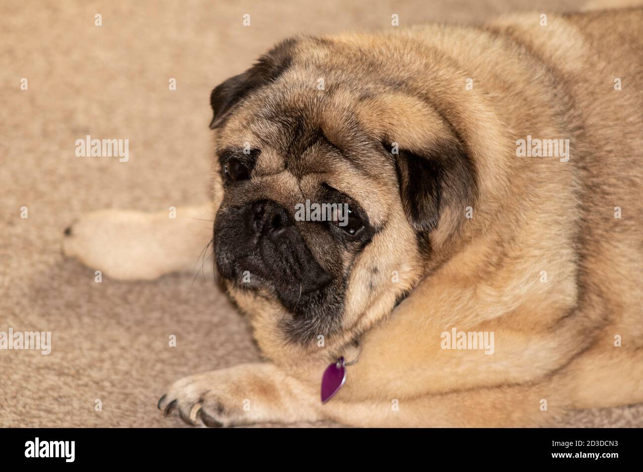 Male apricot pug Stock Photo - Alamy