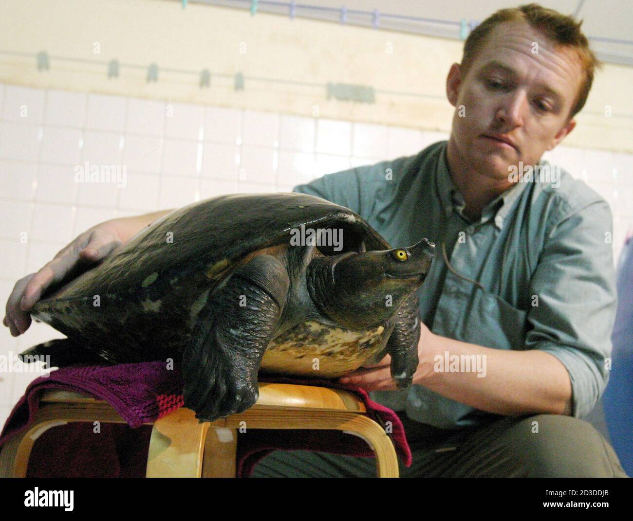 Cambodian royal turtle hi-res stock photography and images - Alamy