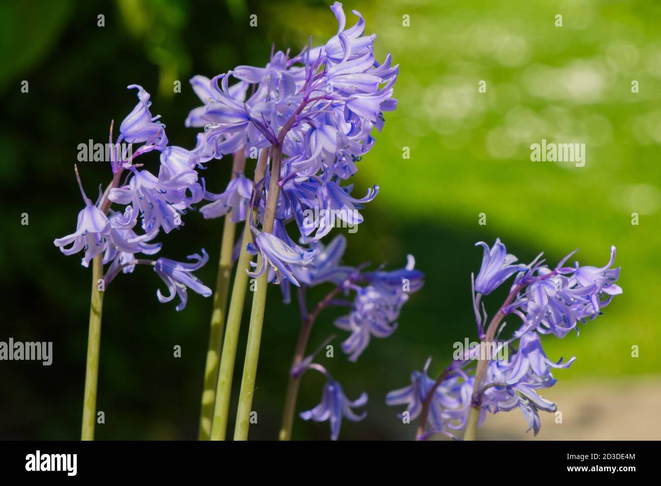 Endymion nonscriptus hi-res stock photography and images - Alamy