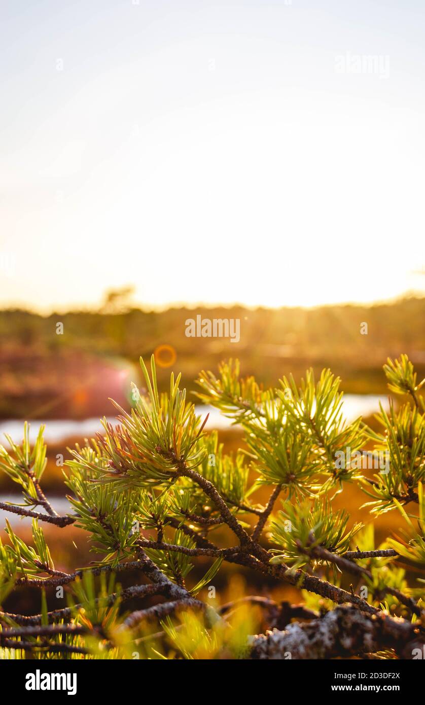 Greenery setting hi-res stock photography and images - Alamy