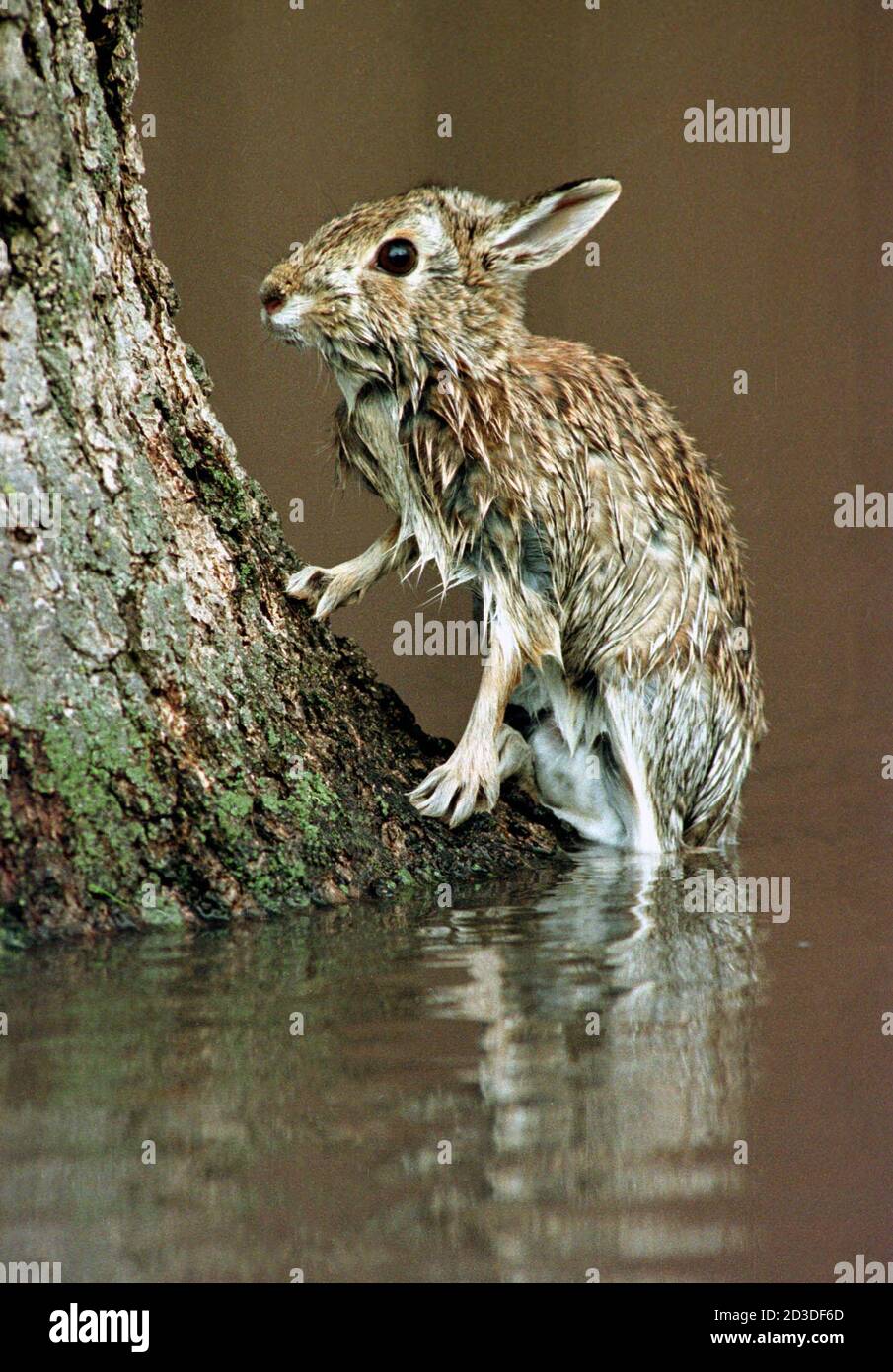 Rabbit crest hi-res stock photography and images - Alamy