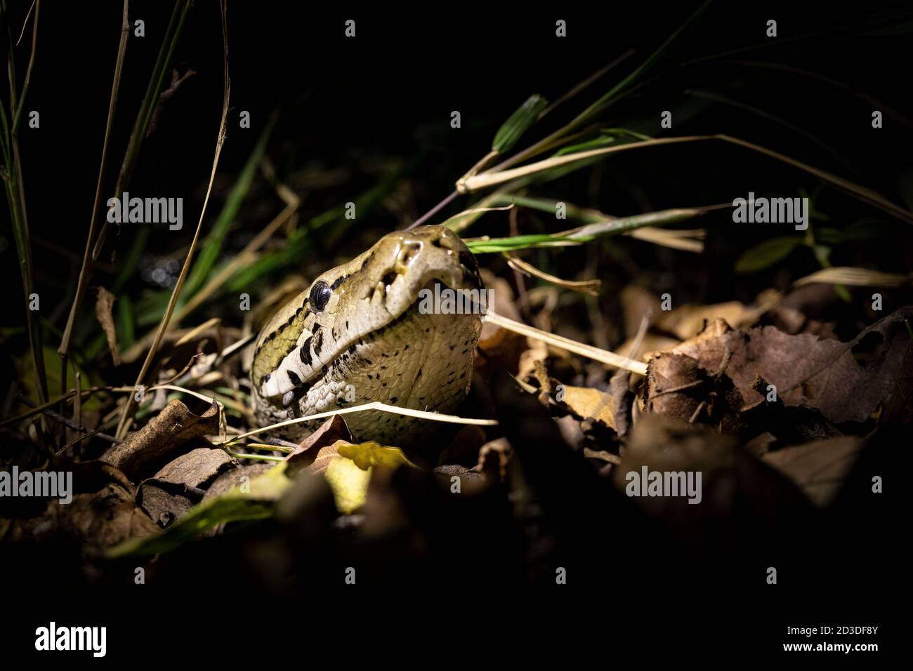 A python, Python sebae, peers its head out of some dry leaves, lit up ...