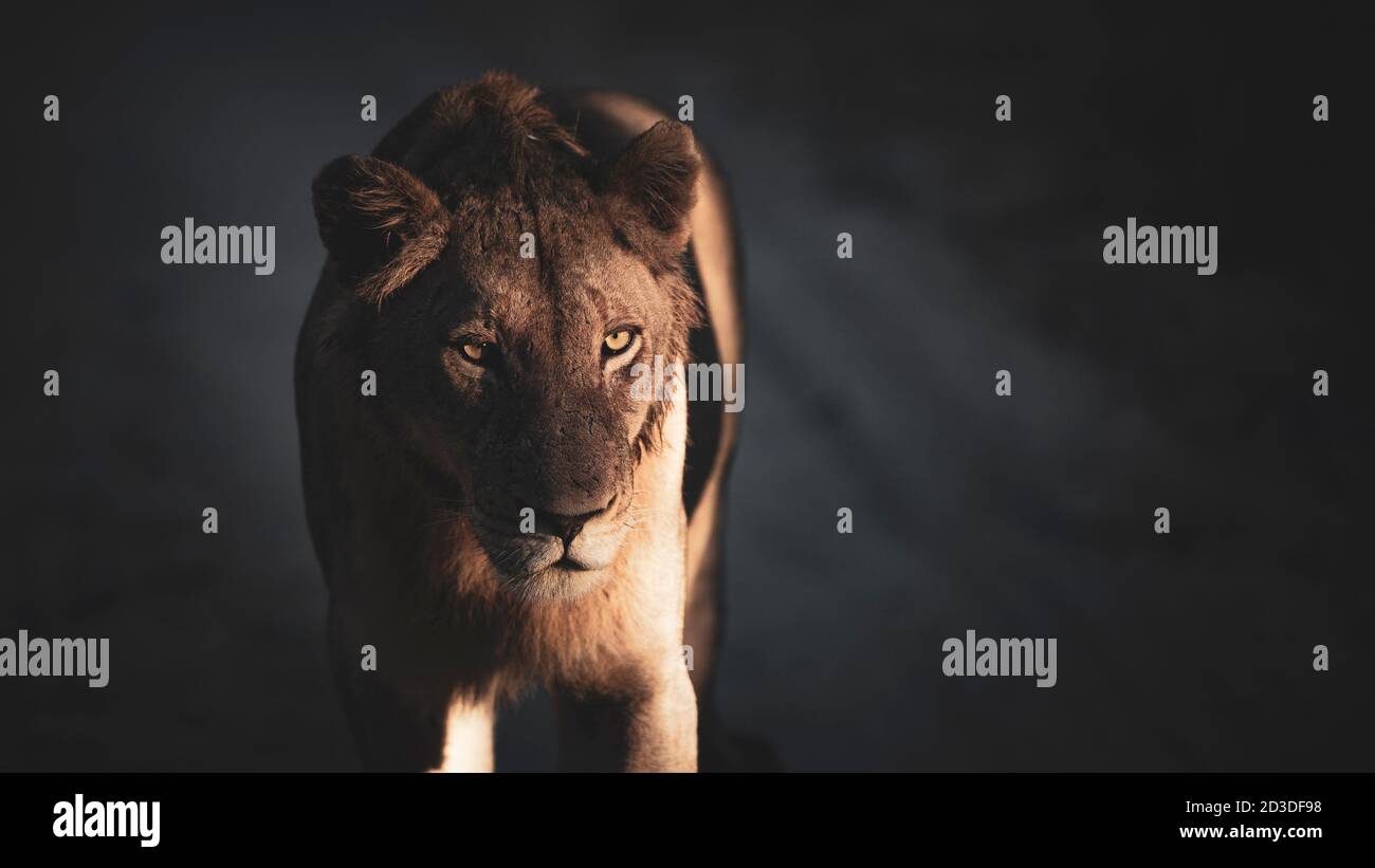 A lioness, Panthera leo, stands in dappled light and shadow Stock Photo ...