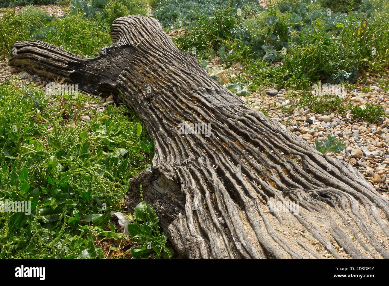 Dead tree texture hi-res stock photography and images - Alamy