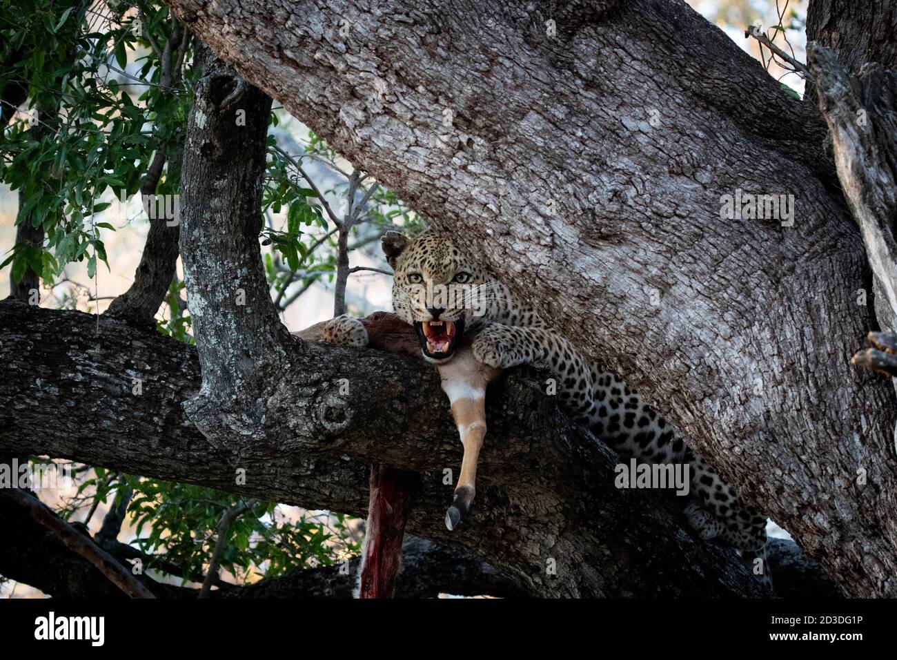 Kill markings hi-res stock photography and images - Alamy