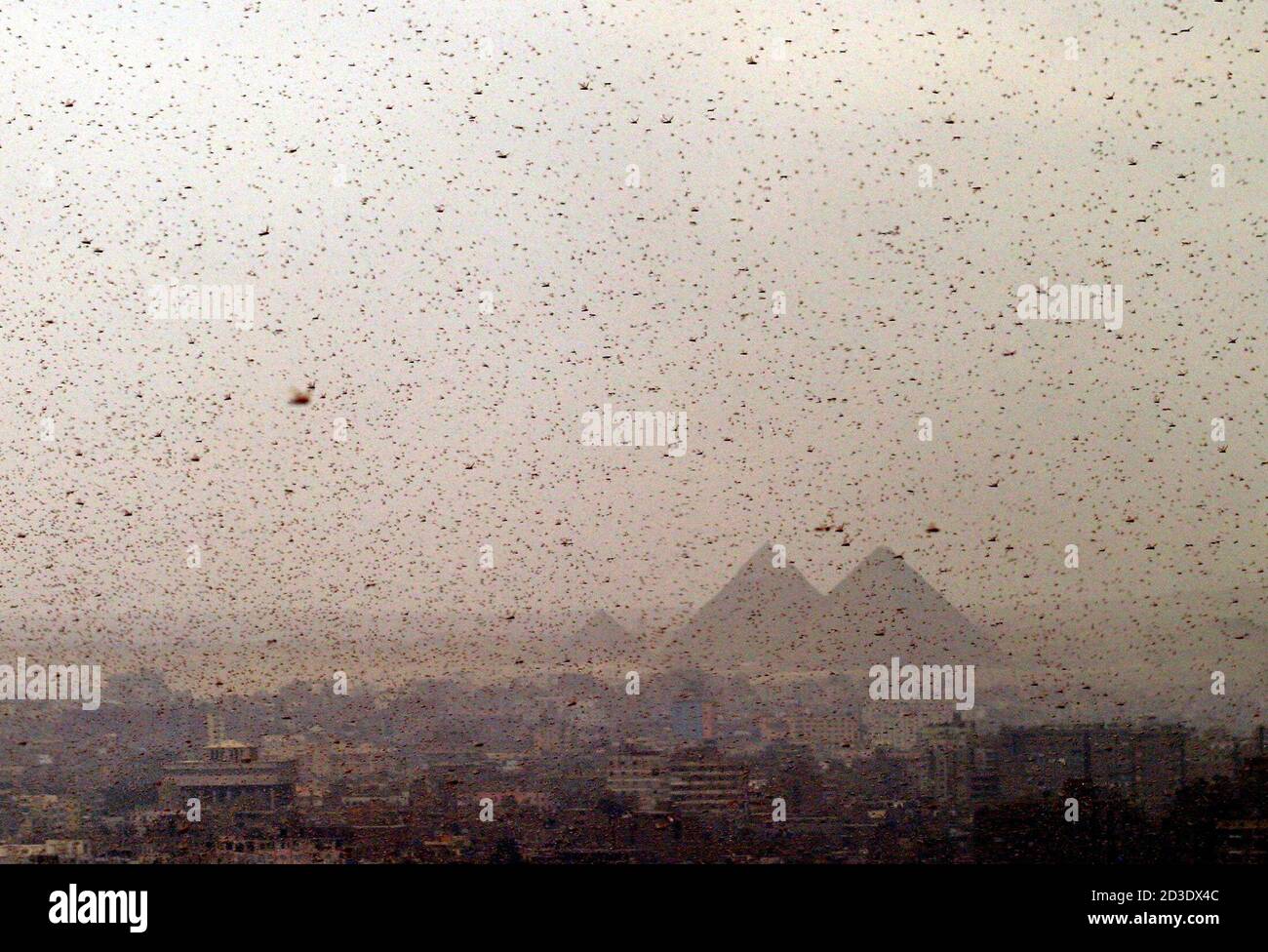 Plague egypt locusts hi-res stock photography and images - Alamy