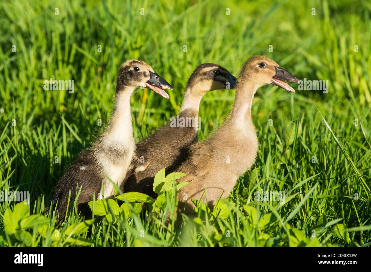 Three little domestic gray duckling sitting in green grass Stock Photo ...