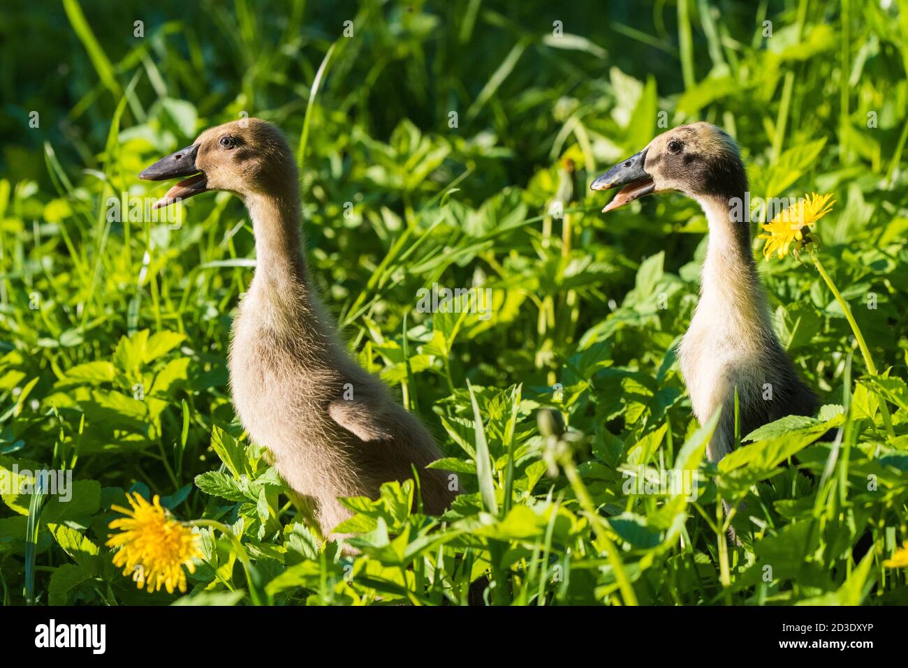 Two little domestic gray duckling in green grass Stock Photo - Alamy