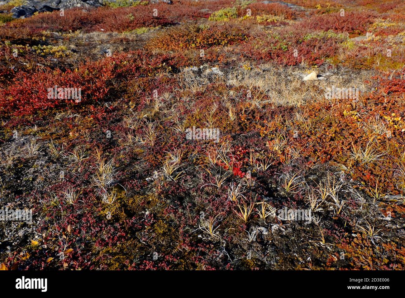 Greenland's plants are low growing but varies and very colourful ...