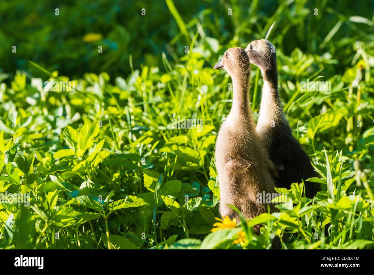 Two little domestic gray duckling in green grass Stock Photo - Alamy