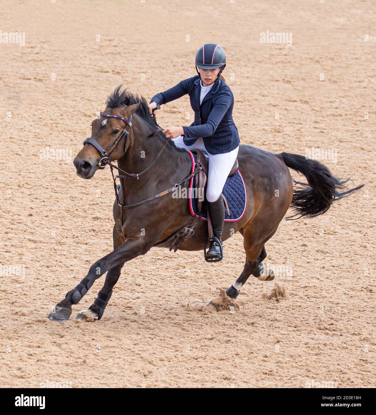 A showjumping horse galloping along with a young equestrian female ...