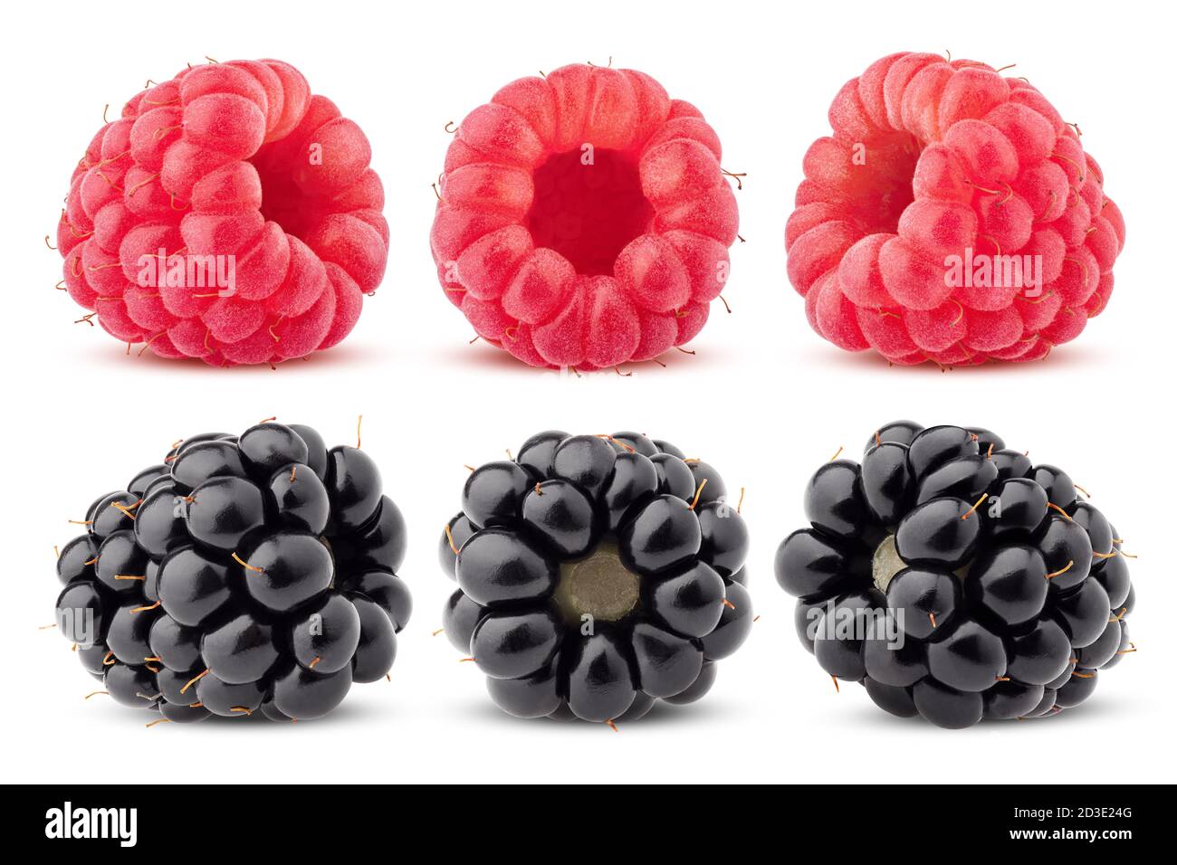 Bramble red stem Cut Out Stock Images & Pictures - Alamy