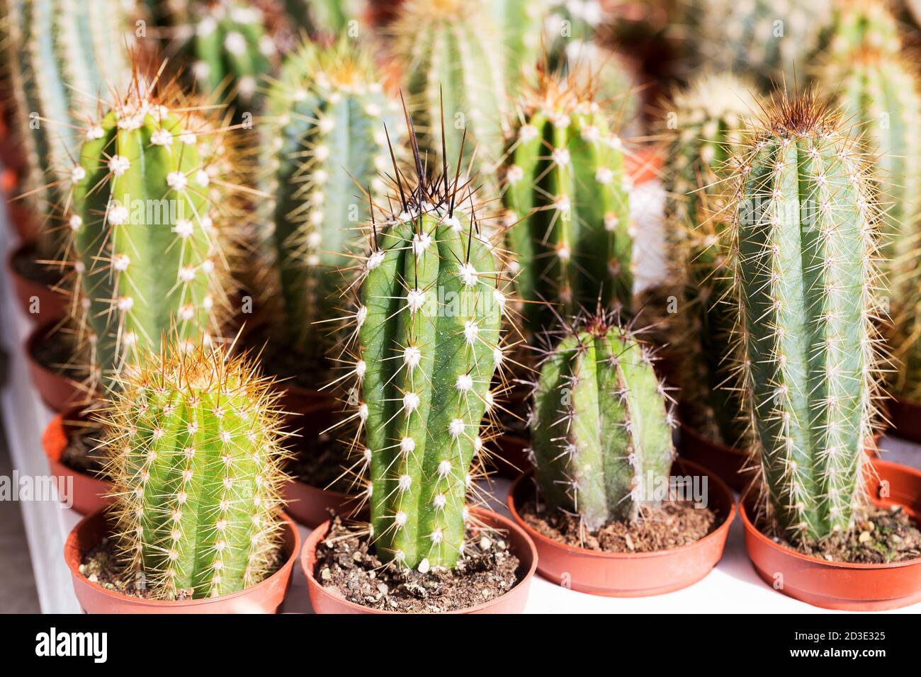Various cactus hi-res stock photography and images - Alamy