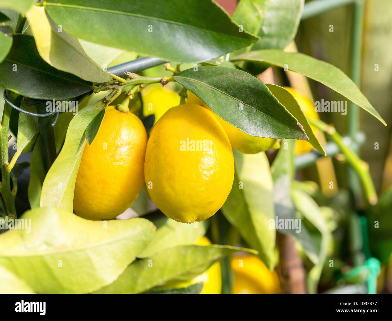 Lemon. Ripe Lemons hanging on a lemon tree. Growing Lemon Stock Photo ...