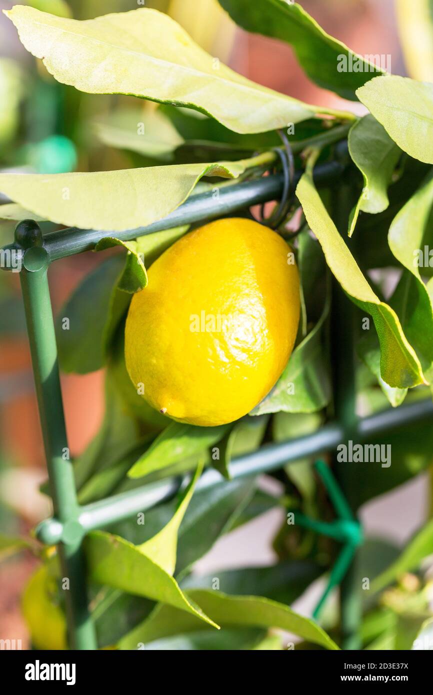 Lemon. Ripe Lemons hanging on a lemon tree. Growing Lemon Stock Photo ...