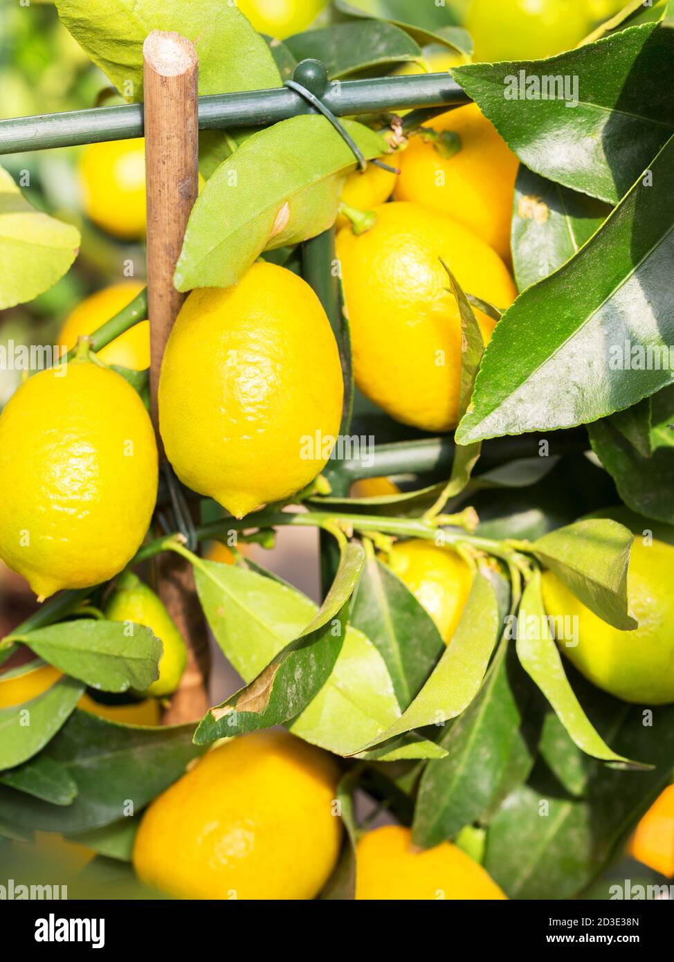 Lemon. Ripe Lemons hanging on a lemon tree. Growing Lemon Stock Photo ...