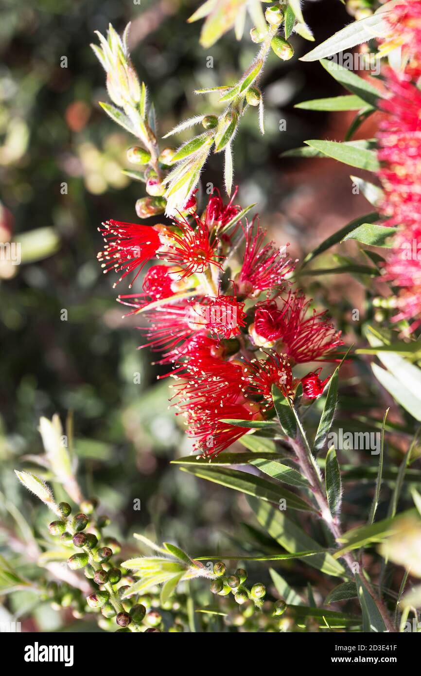 Bright red fluffy flower hi-res stock photography and images - Alamy