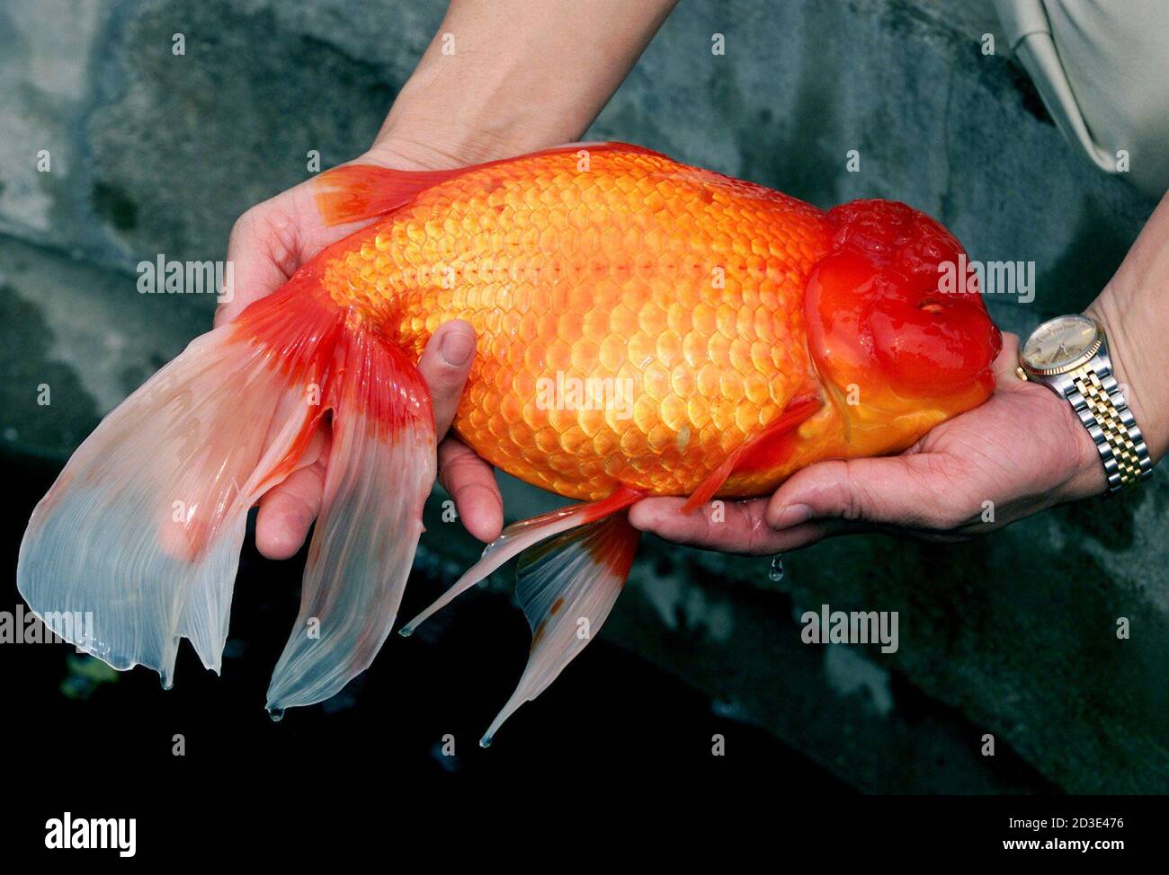 Red oranda goldfish hi-res stock photography and images - Alamy