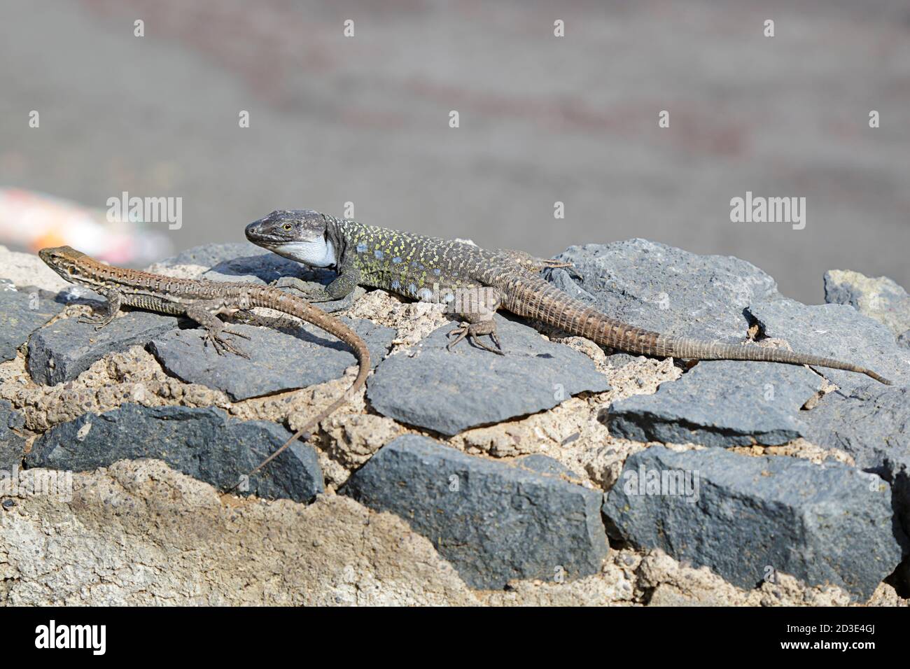 Tenerife Lizard or Western Canaries Lizard (Gallotia galloti), Tenerife ...