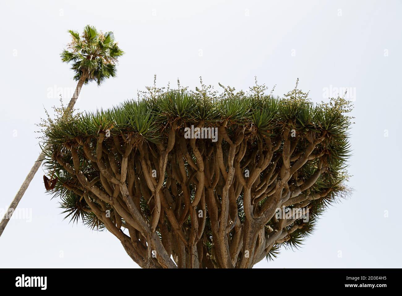 Canary Islands dragon tree (dracaena draco) and palm at Tenerife. Spain ...