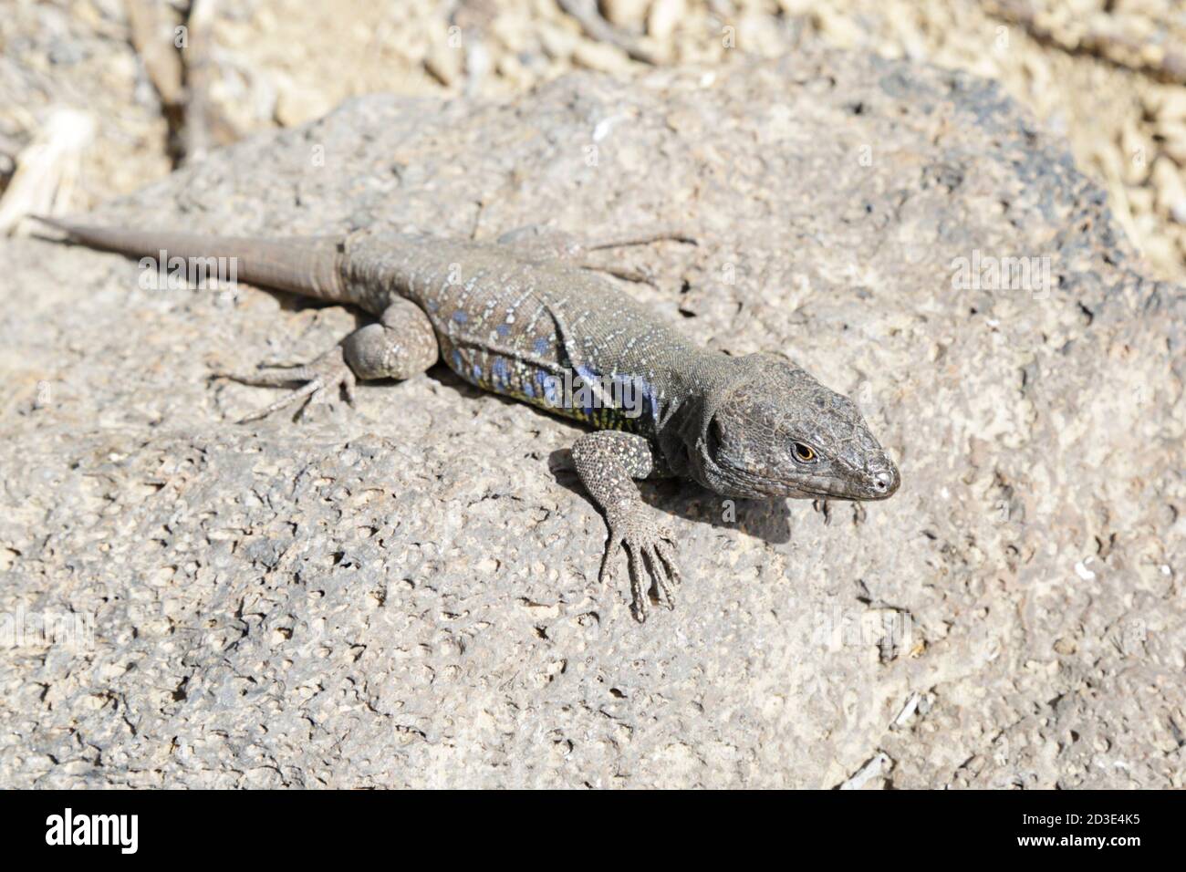 Tenerife Lizard or Western Canaries Lizard (Gallotia galloti), Tenerife ...