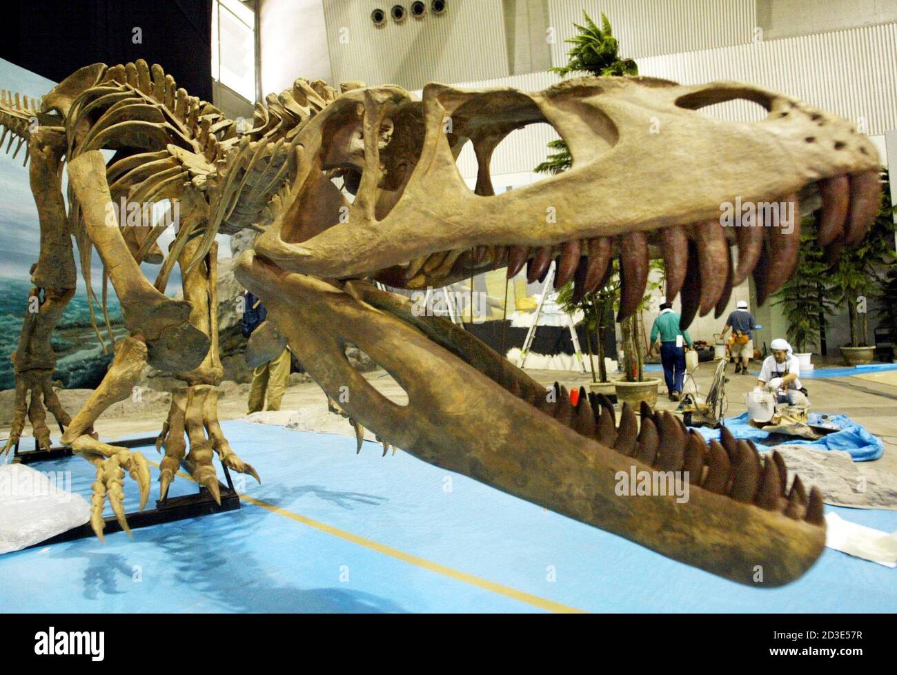 Torvosaurus skeleton hi-res stock photography and images - Alamy