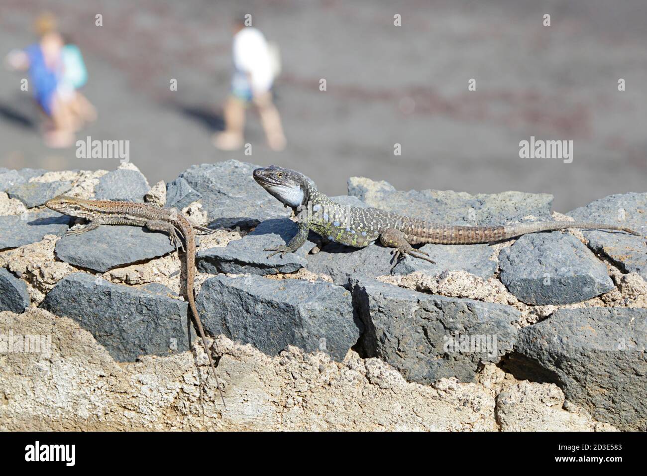 Tenerife Lizard or Western Canaries Lizard (Gallotia galloti), Tenerife ...