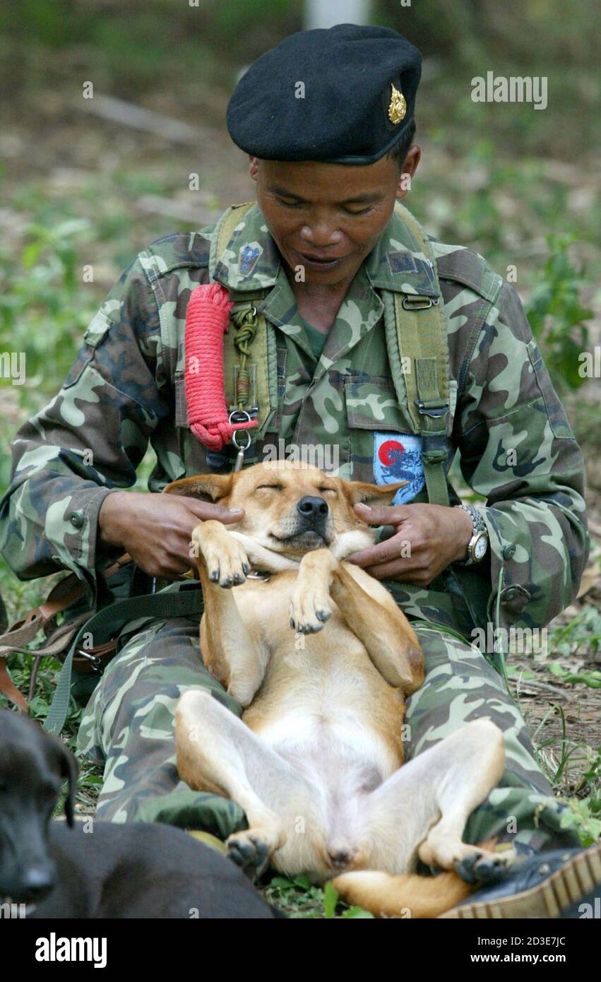 Photo of dogs hi-res stock photography and images - Alamy