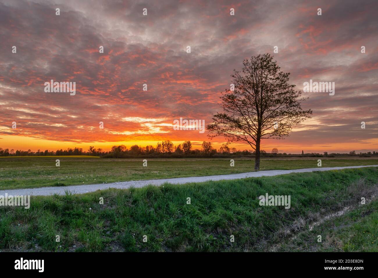 Sunset and tree landscape with nature and sun hi-res stock photography ...