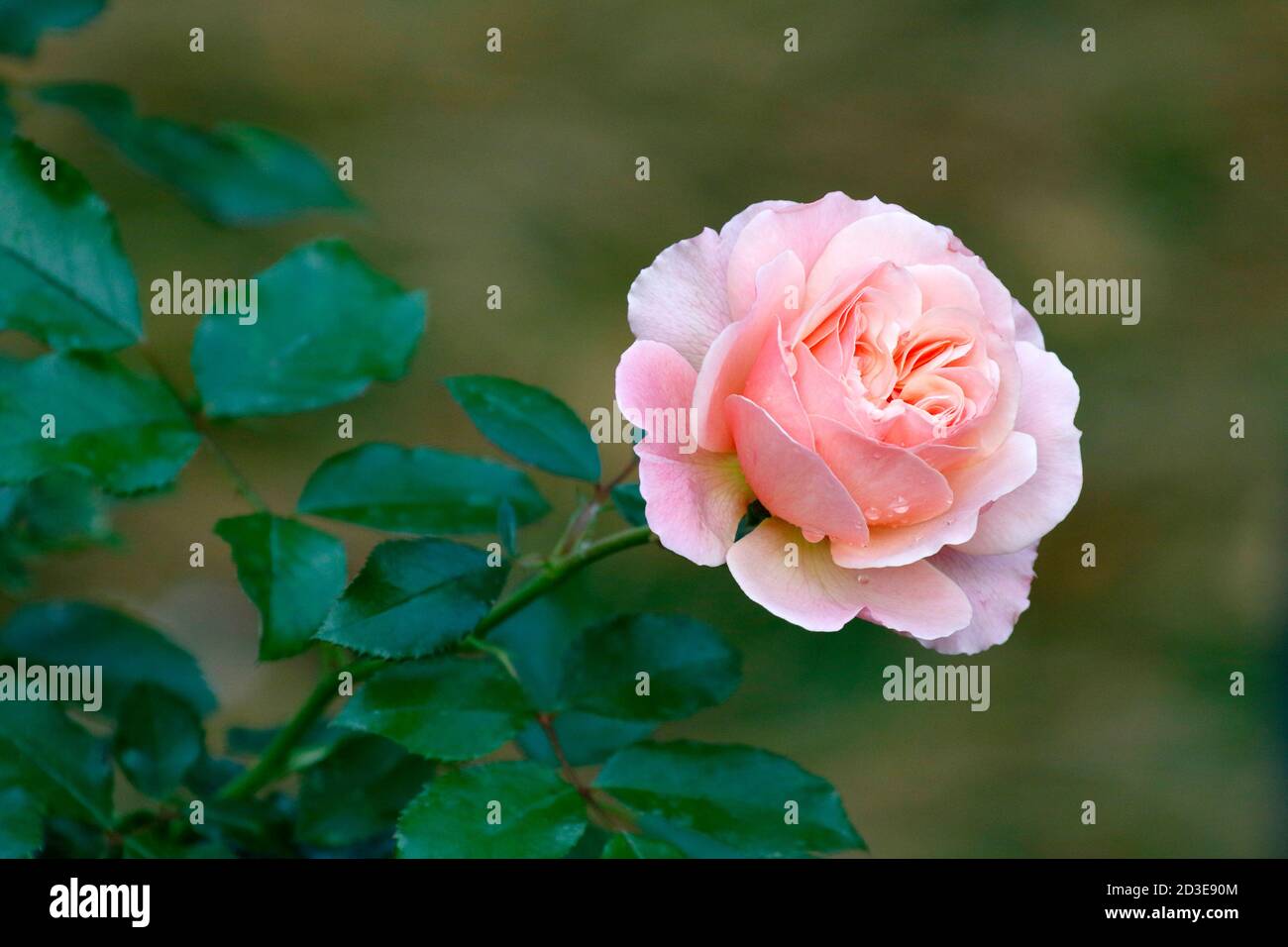 A petty pink rose in the autumn garden Stock Photo - Alamy