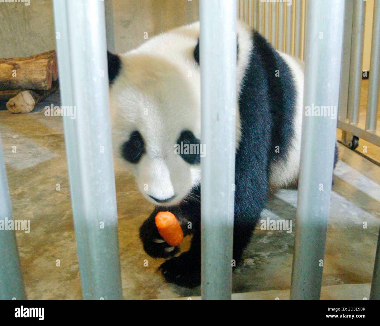 Panda bird hi-res stock photography and images - Alamy