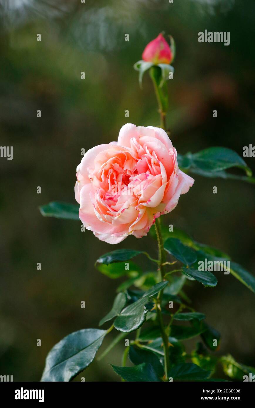 A petty pink rose in the autumn garden Stock Photo - Alamy