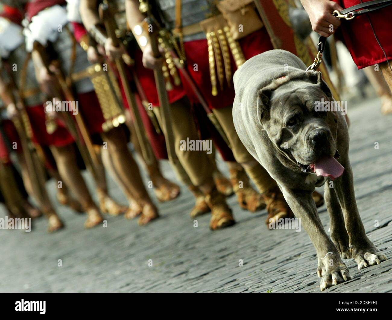 Dog in ancient rome hi-res stock photography and images - Alamy