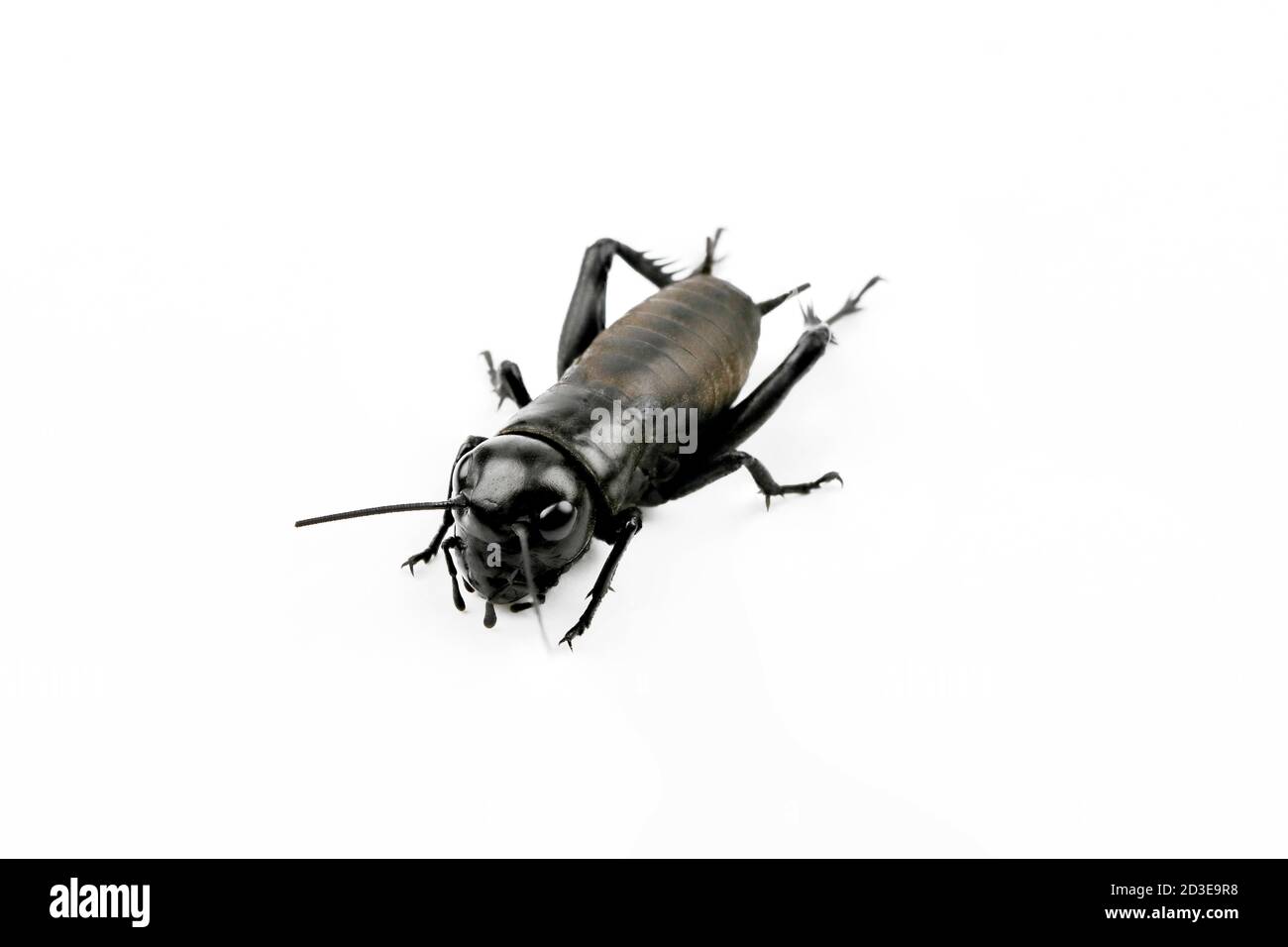 Little field cricket isolated hi-res stock photography and images - Alamy
