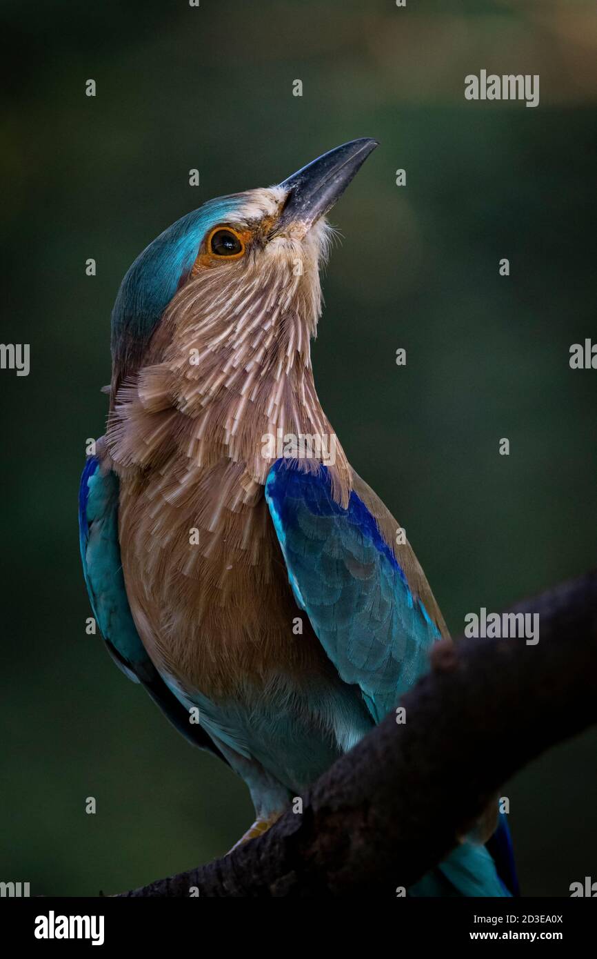 Indian roller bird hi-res stock photography and images - Alamy