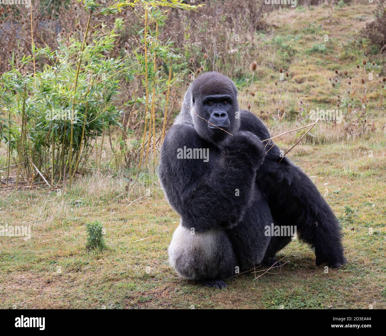 Silver back gorilla hi-res stock photography and images - Alamy