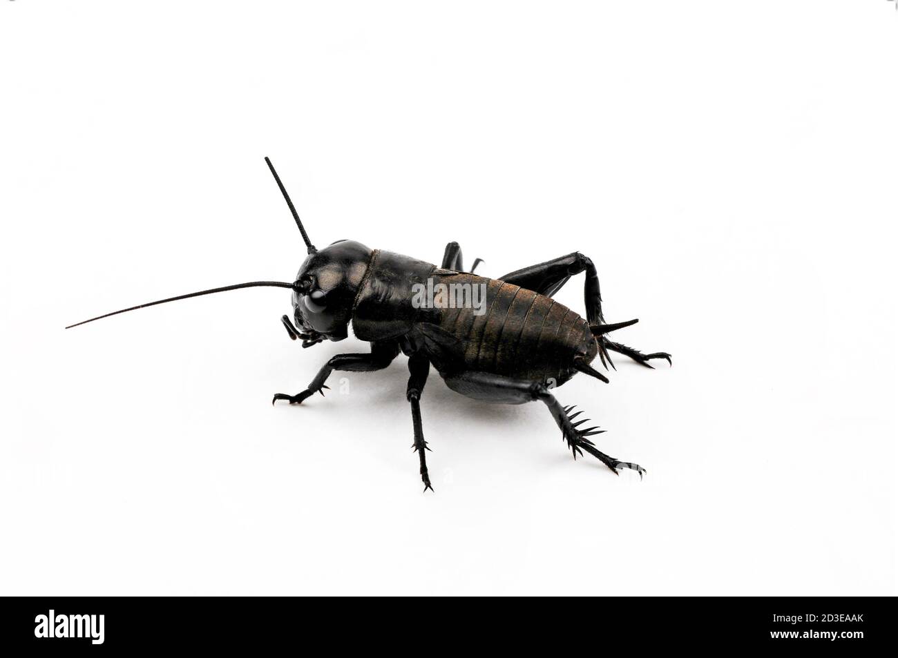 A little field cricket isolated Stock Photo - Alamy