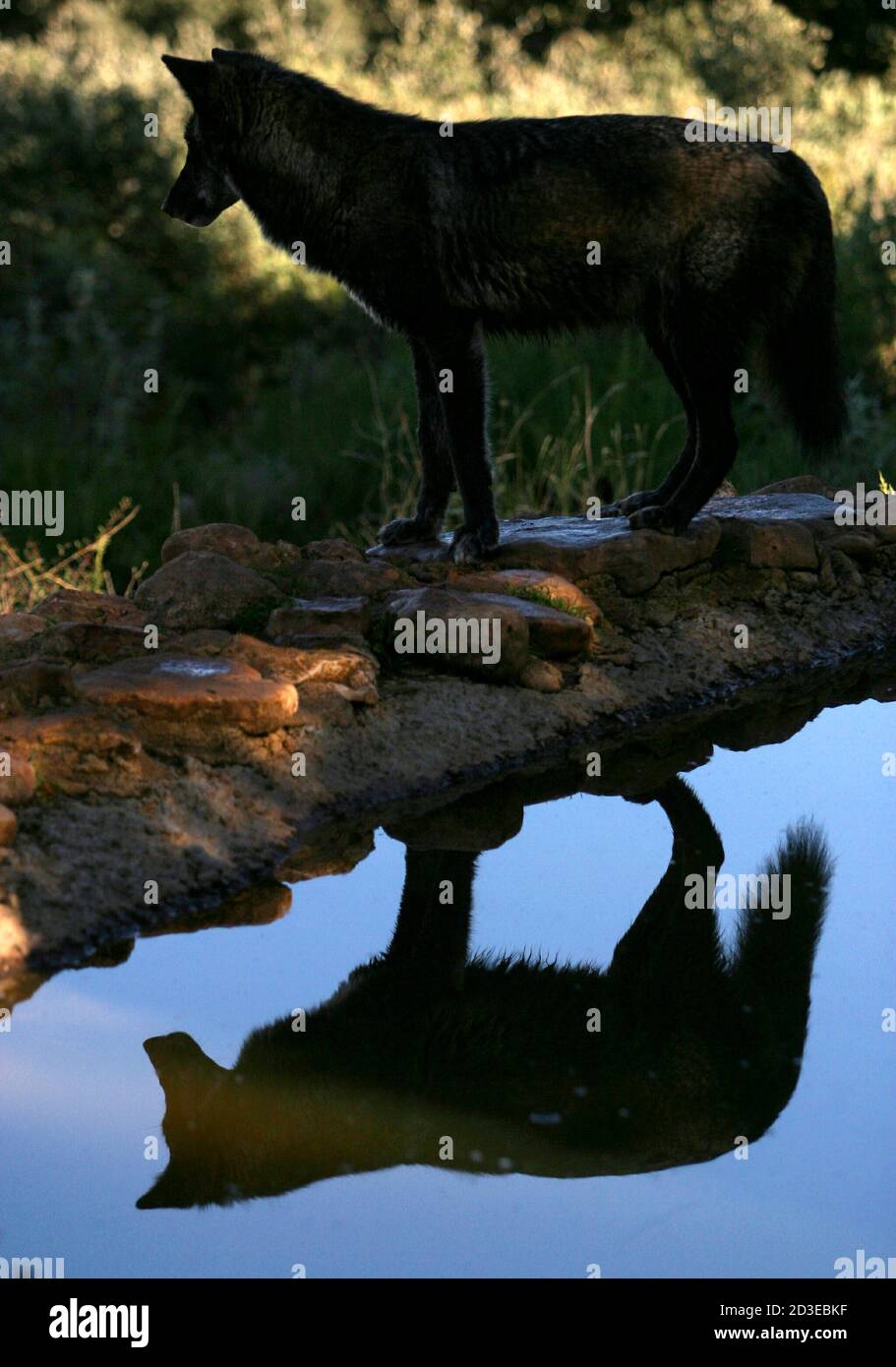 German wolf packs hi-res stock photography and images - Alamy