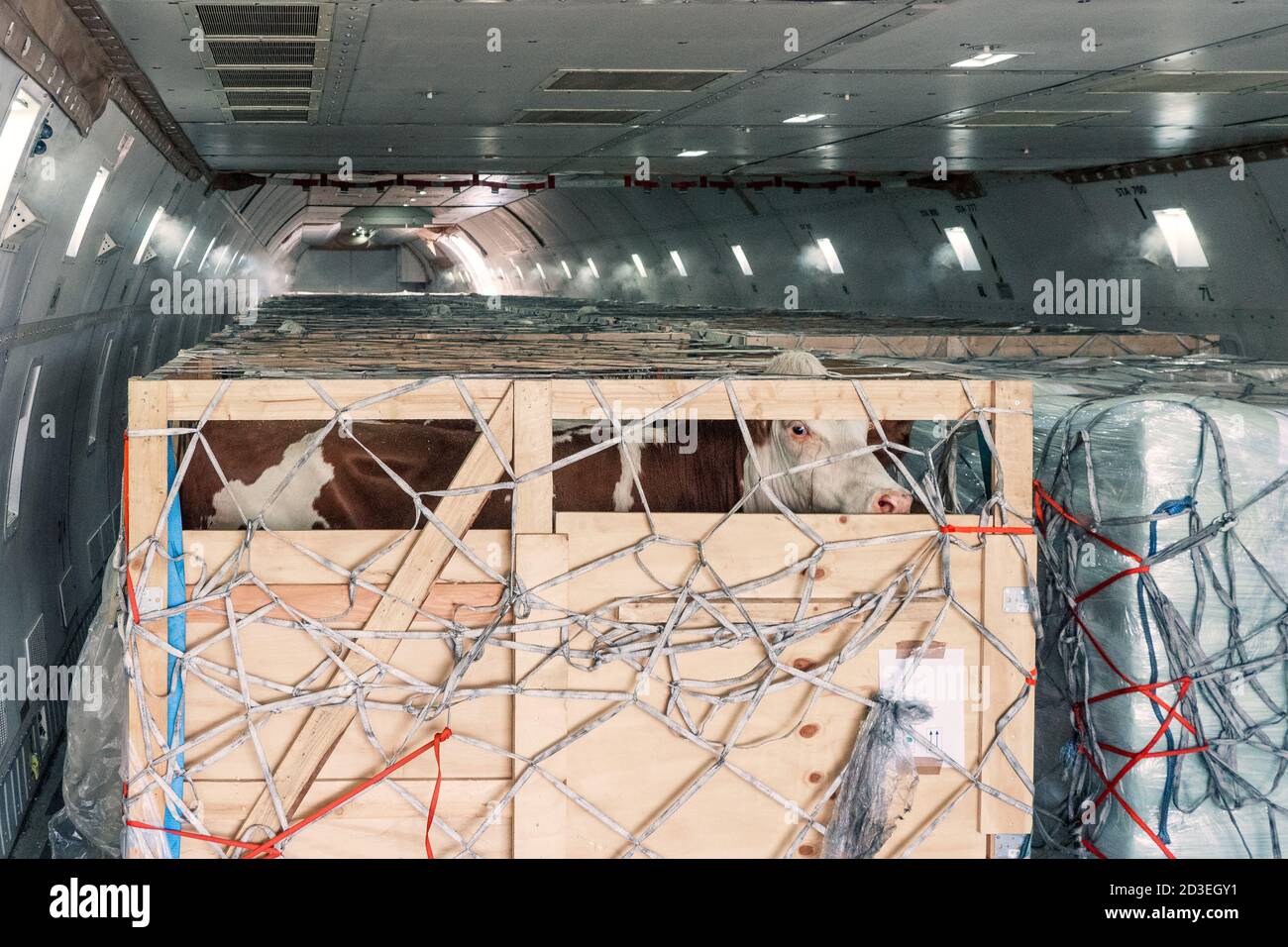 Cargo hold airplane hi-res stock photography and images - Alamy