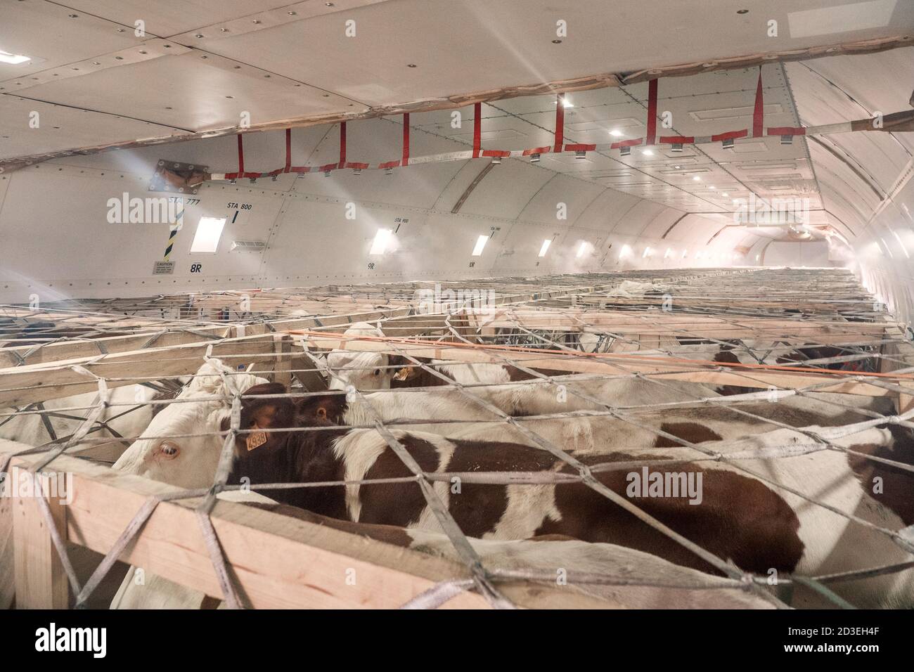 Livestock in wooden boxes secured by nettings being shipped on the main ...