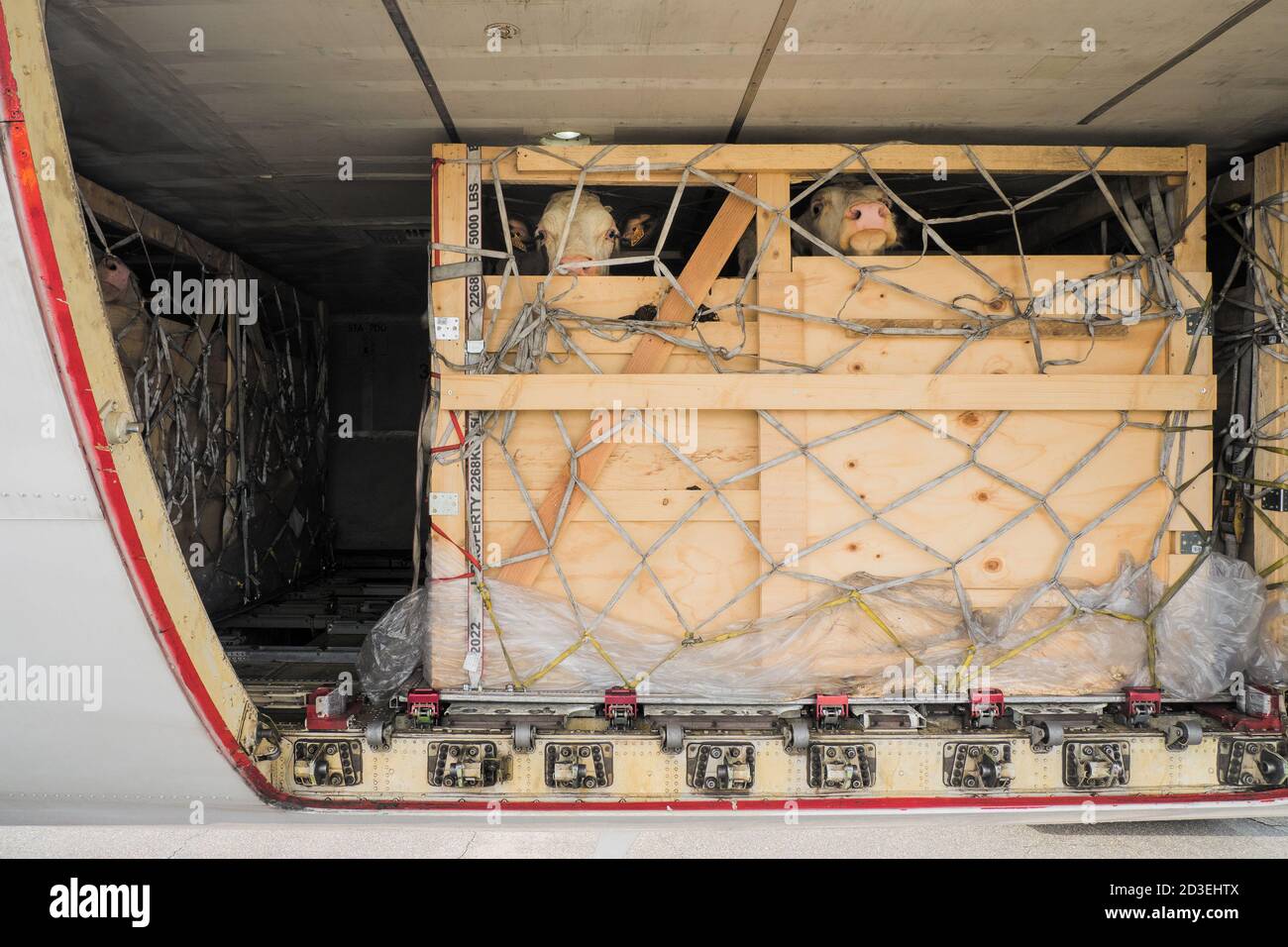 Cargo hold airplane hi-res stock photography and images - Alamy