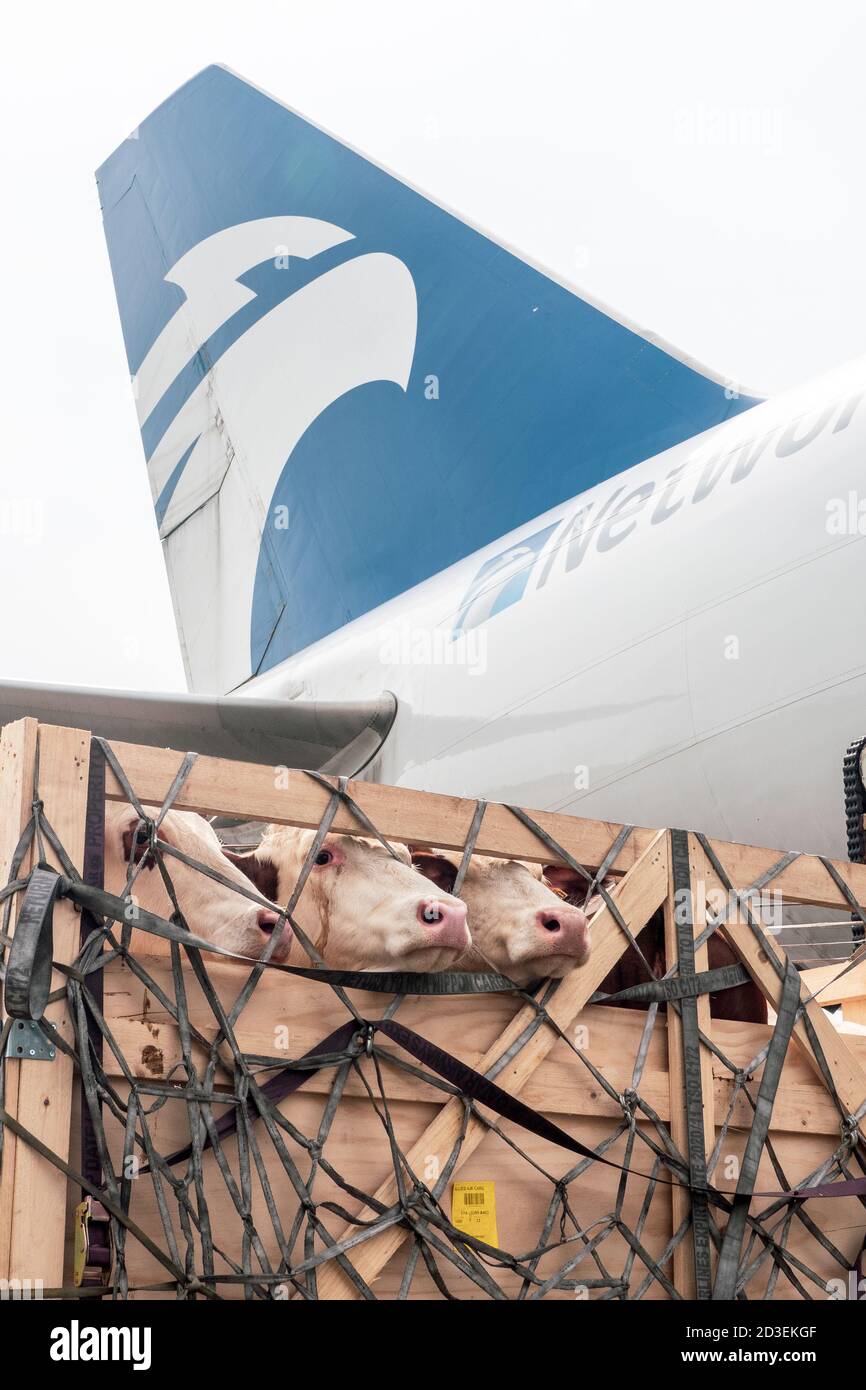 Livestock in wooden boxes secured by nettings being offloaded by a high ...