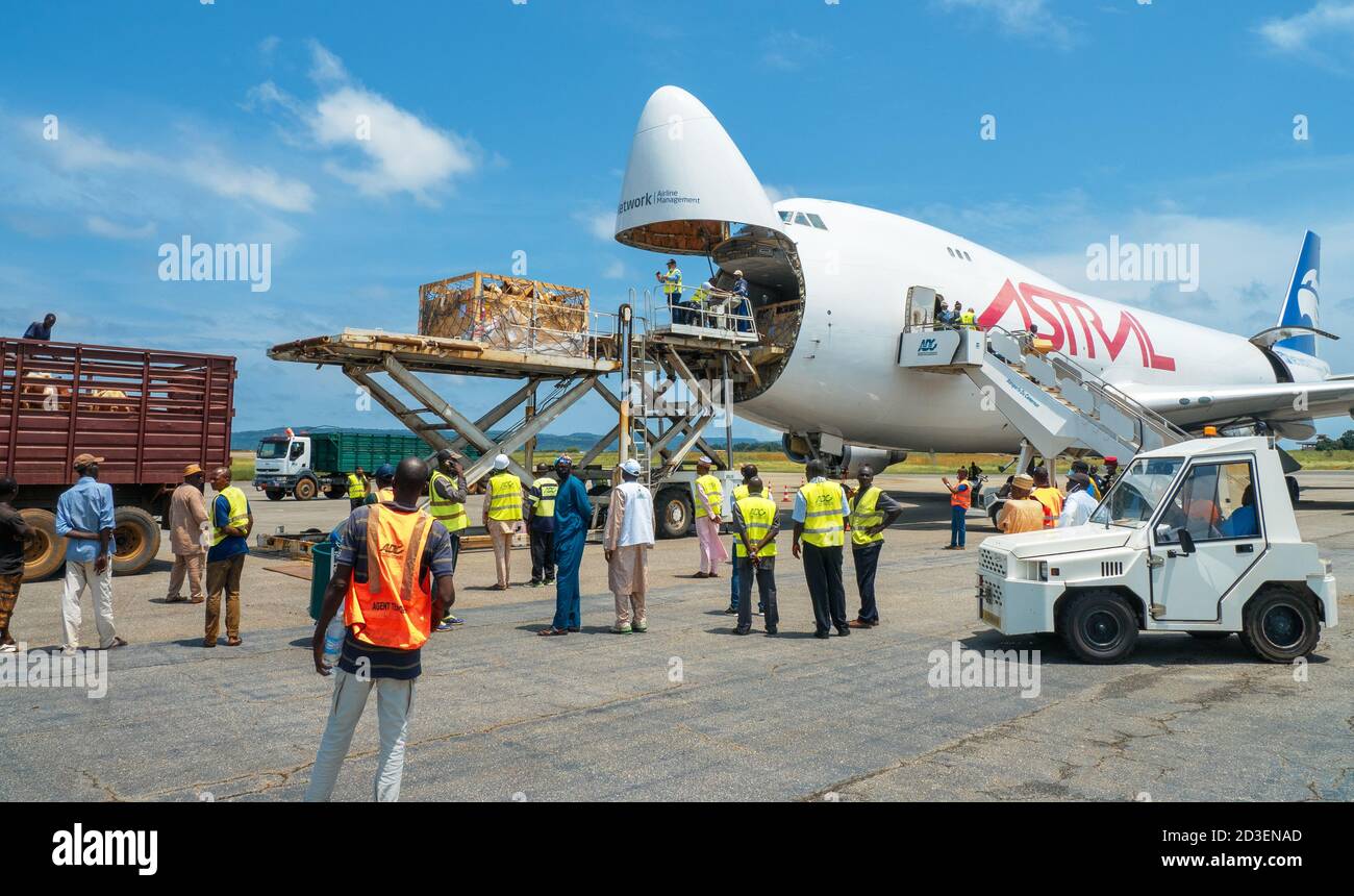 Livestock in wooden boxes being offloaded by a high-loader from a Jumbo ...