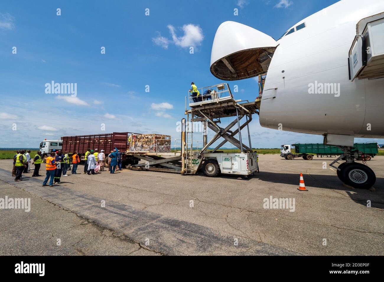 Livestock in wooden boxes being offloaded by a high-loader from a Jumbo ...