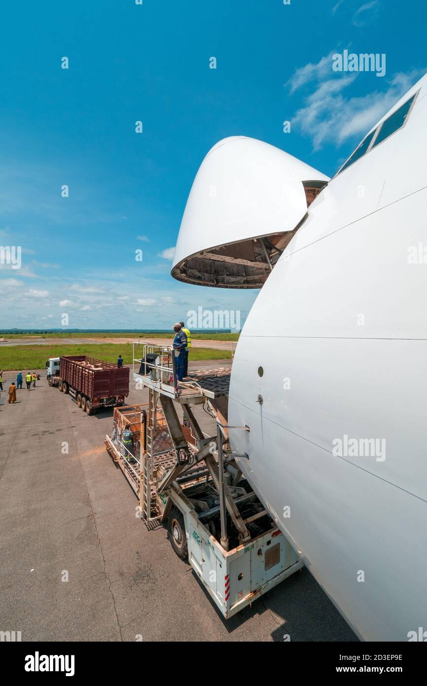 Livestock in wooden boxes being offloaded by a high-loader from a Jumbo ...