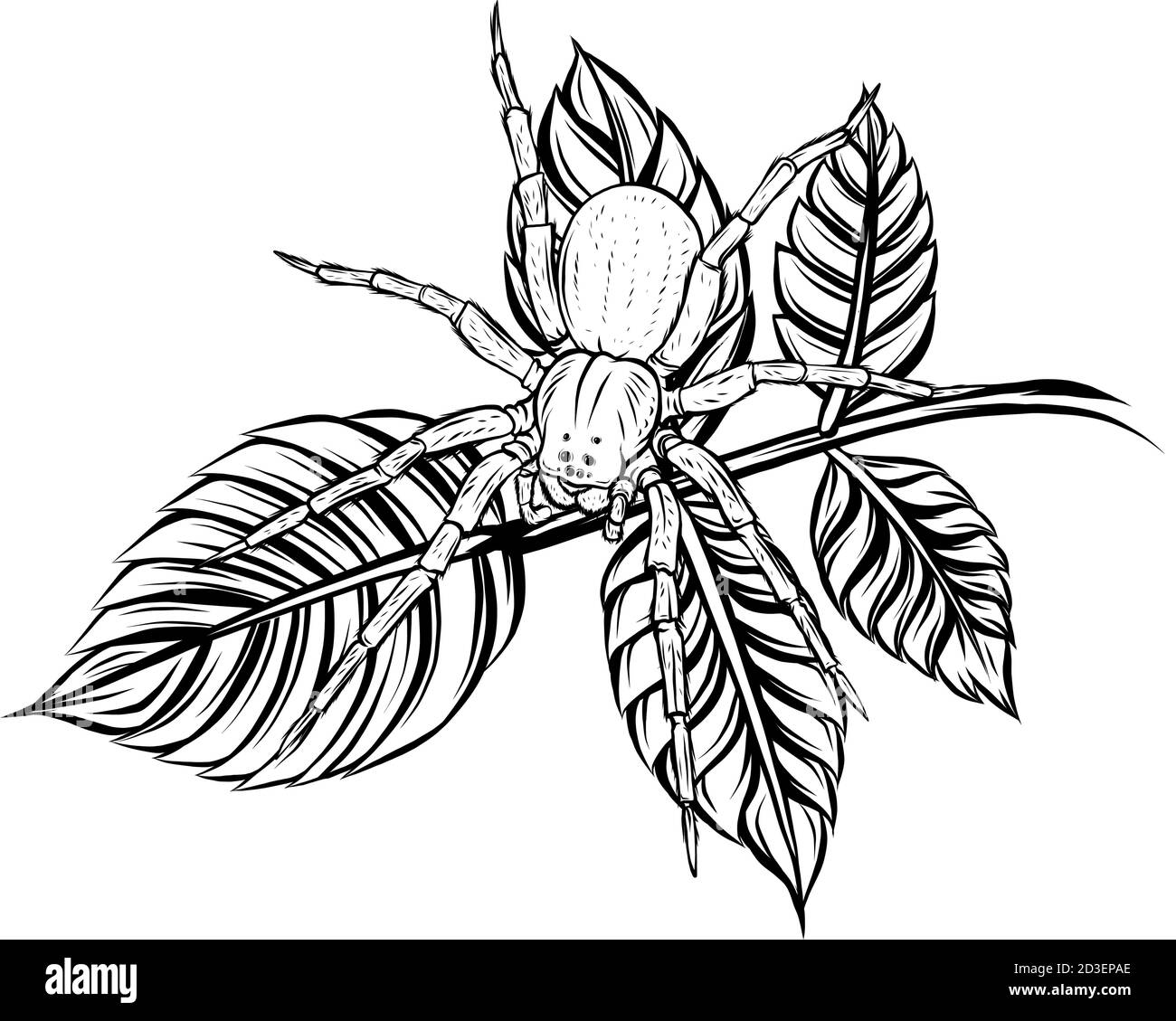 Hand Drawn Spider Illustration - Vector Design For Halloween And Other ...